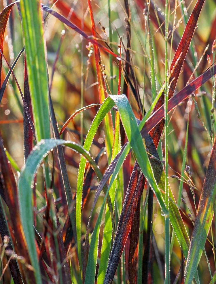 Plant van de Maand - Panicum op vasteplant.be